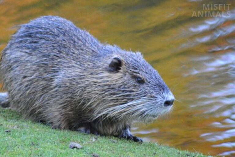 Beaver Speed: How Fast Are Beavers On Land & In Water?