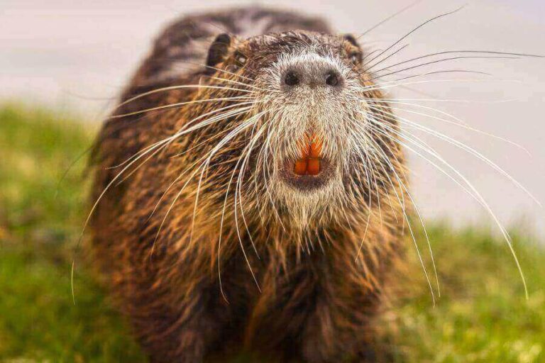 Beaver Speed: How Fast Are Beavers On Land & In Water?