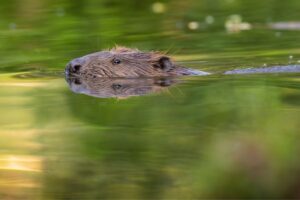 Beaver Facts: Habitat, Size, Life Cycle & More