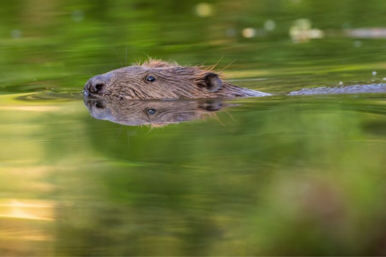 Beaver Facts: Habitat, Size, Life Cycle & More