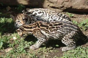 Ocelot Habitat: Where Do Ocelots Live? (Their Natural Range)
