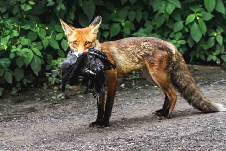 Fox Lifespan: How Long Do Foxes Live (Average Of 23 Species)