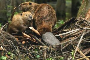 Beaver Lodge: Where Do Beavers Live? (Facts & Pictures)