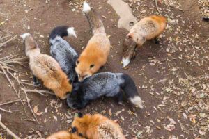 20+ Fox Colors, Morphs & Mutations (With Pictures) | Misfit Animals