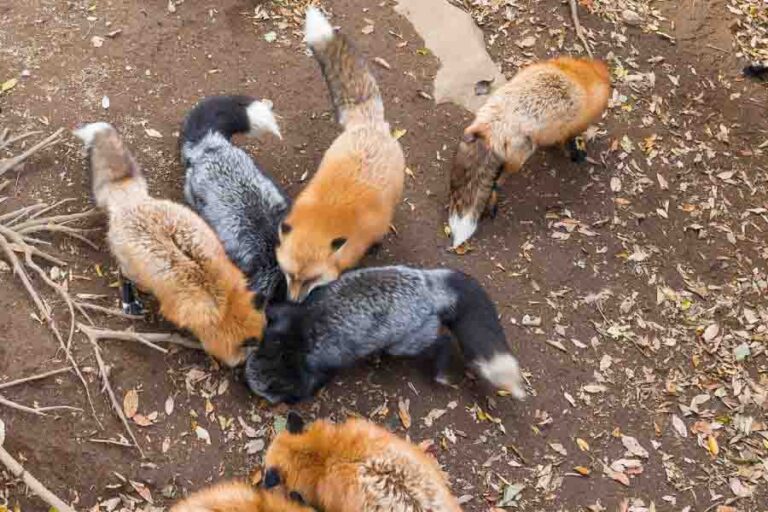 20+ Fox Colors, Morphs & Mutations (With Pictures) | Misfit Animals