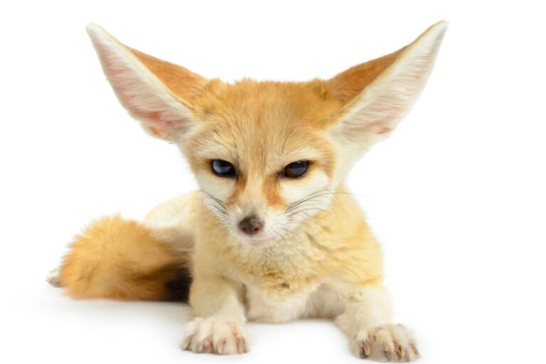 Pet Fox Price: How Much Does A Fox Cost? | Misfit Animals