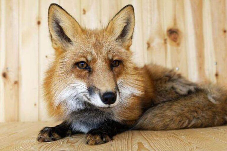 Pet Fox Price: How Much Does A Fox Cost? | Misfit Animals