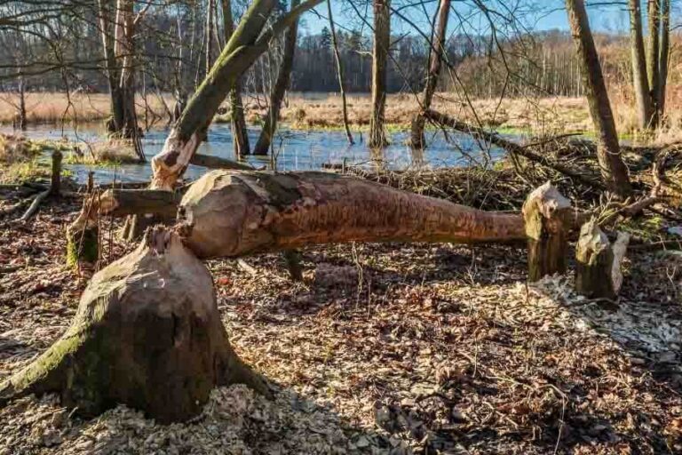 Beaver Teeth: What Do They Look Like & Why Are They Orange?