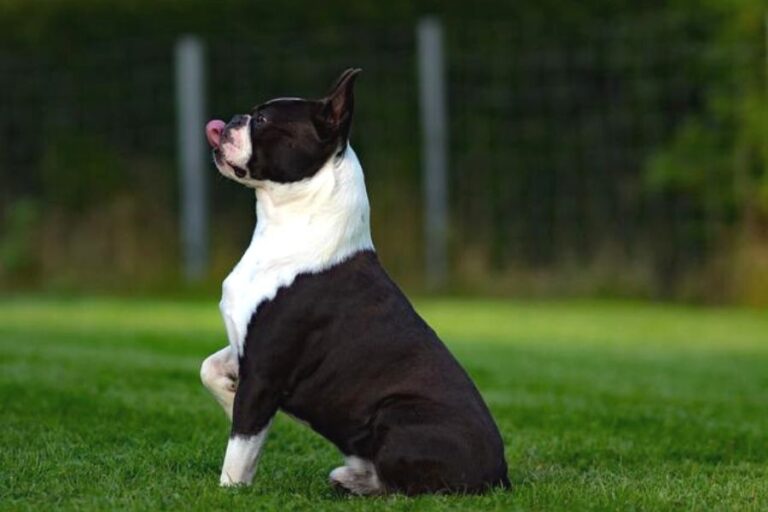 Boston Terrier Growth: Height, Weight, And Growth Chart