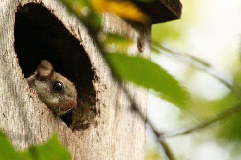 Flying Squirrels In Pennsylvania: Why Are They Endangered?