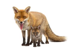 Female Fox: How To Differentiate Them From Male Foxes