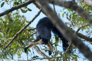 Squirrel Population: How Many Squirrels Are In The World?