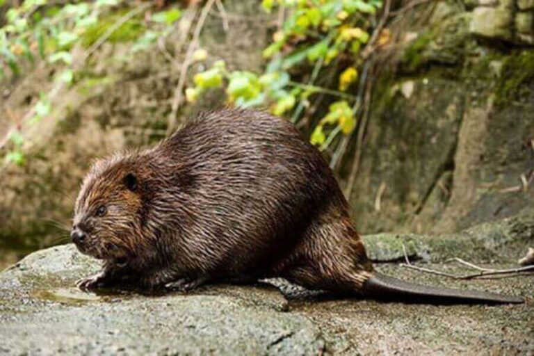 Types Of Beavers: How Many Species Of Beavers Are There?