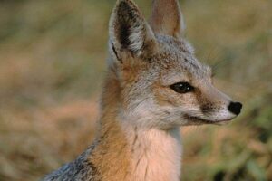 Desert Animals: 34 Animals That Thrive In The Desert