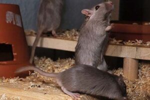 15 Gerbil Colors And Patterns (Rare & Common)