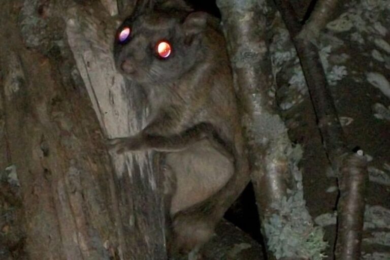 Flying Squirrels In Pennsylvania: Why Are They Endangered?