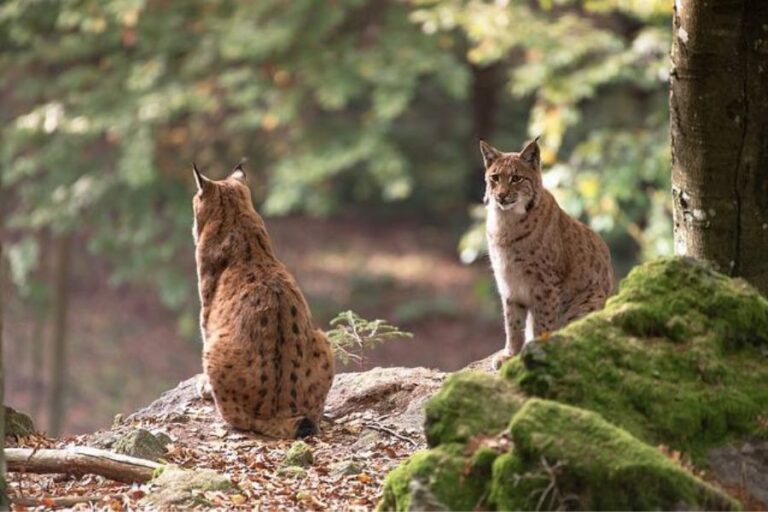 Types Of Bobcat: Are There Other Bobcat Subspecies?