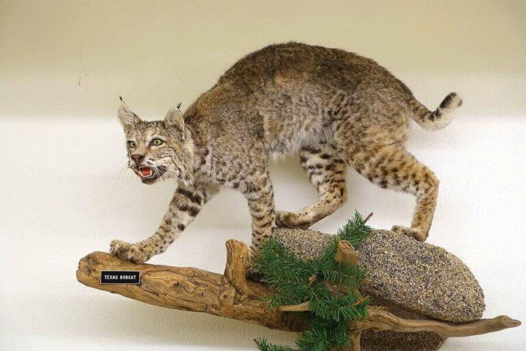 Types Of Bobcat: Are There Other Bobcat Subspecies?