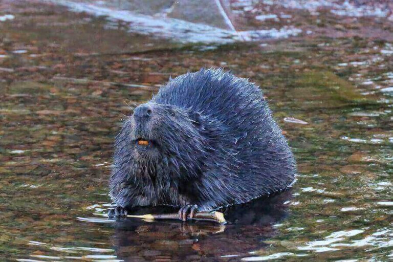 Marmot Vs. Beaver: 6 Key Differences Explained