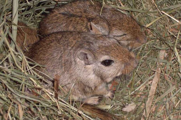 Gerbil Breeds: 8 Types Of Gerbils & Their Characteristics