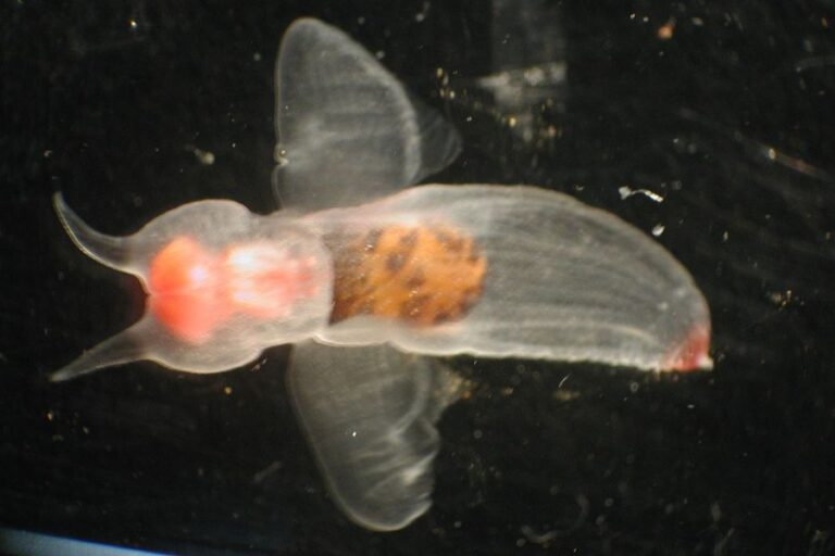 11 Examples Of Invertebrates: What Is An Invertebrate?