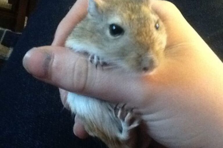 15 Gerbil Colors And Patterns (Rare & Common)