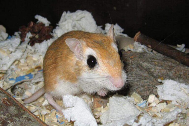 Gerbil Breeds: 8 Types Of Gerbils & Their Characteristics