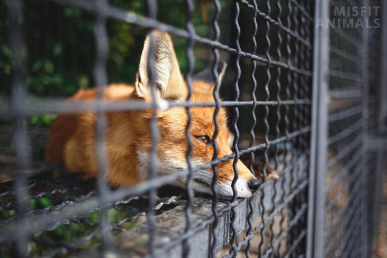 Fox Body Language: How They Communicate With Their Body?