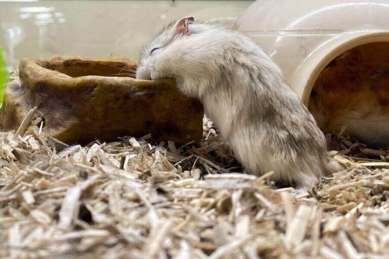 Best Pet Rodents: 8 Types Of Rodents To Keep As Pets