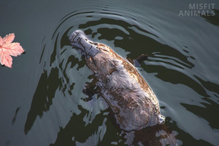 Beaver Speed: How Fast Are Beavers On Land & In Water?