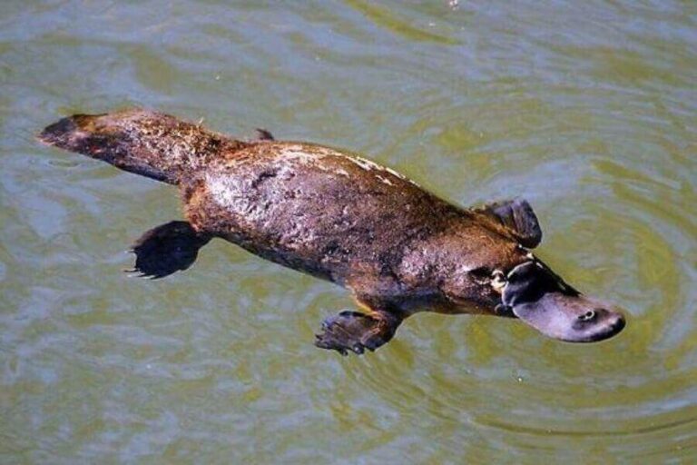 Platypus Vs. Beaver: The 7 Main Differences Explained