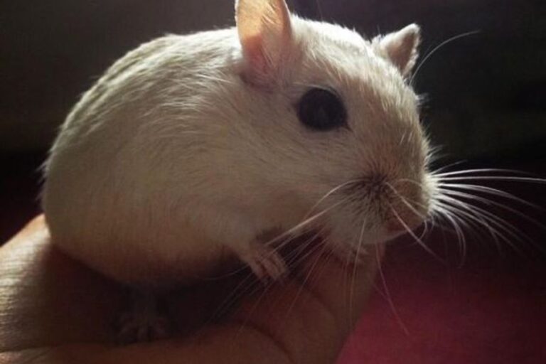 15 Gerbil Colors And Patterns (Rare & Common)