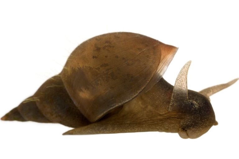 Pond Animals: 21 Animals That Live In Ponds | Misfit Animals