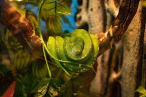 Complete List Of Illegal And Banned Pets In The US