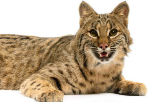 5 Unique Bobcat Colors & How Bobcats Camouflage