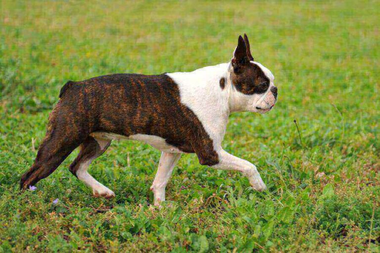 Boston Terrier Lifespan: How Long Do Boston Terriers Live?
