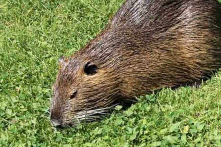 Beaver Facts: Habitat, Size, Life Cycle & More