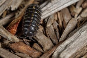 11 Examples Of Invertebrates: What Is An Invertebrate?