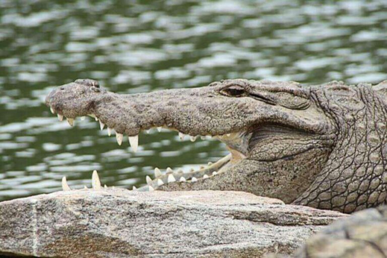 10 Animals With The Strongest Bite Force On The Planet