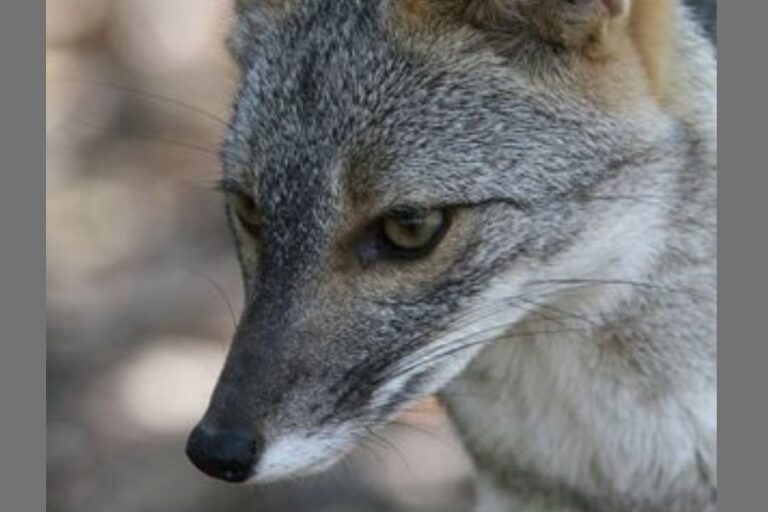 All 23 Different Types Of Foxes And Their Differences