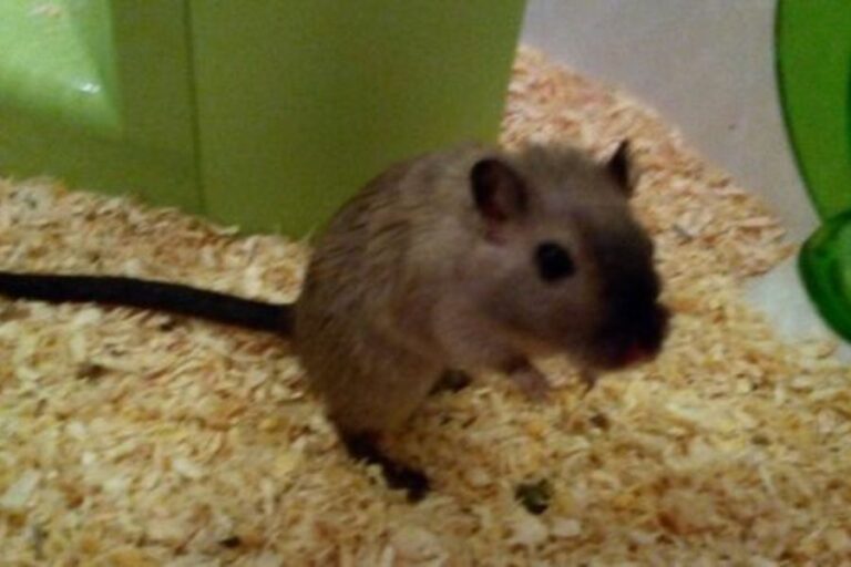 15 Gerbil Colors And Patterns (Rare & Common)