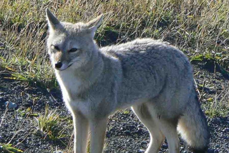 All 23 Different Types Of Foxes And Their Differences