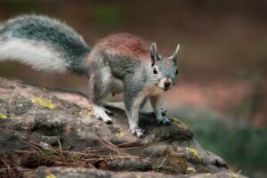 Squirrel Sounds: The Noises Squirrels Make & Their Meaning