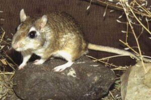 Gerbil Breeds: 8 Types Of Gerbils & Their Characteristics