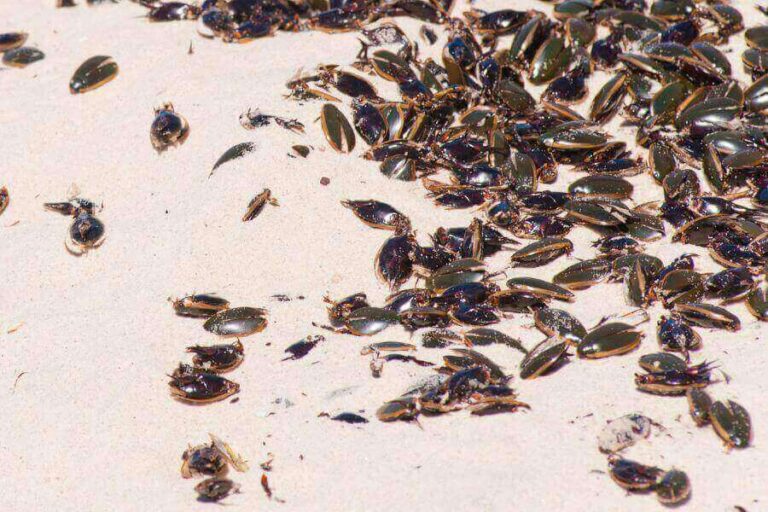 Pond Animals: 21 Animals That Live In Ponds | Misfit Animals