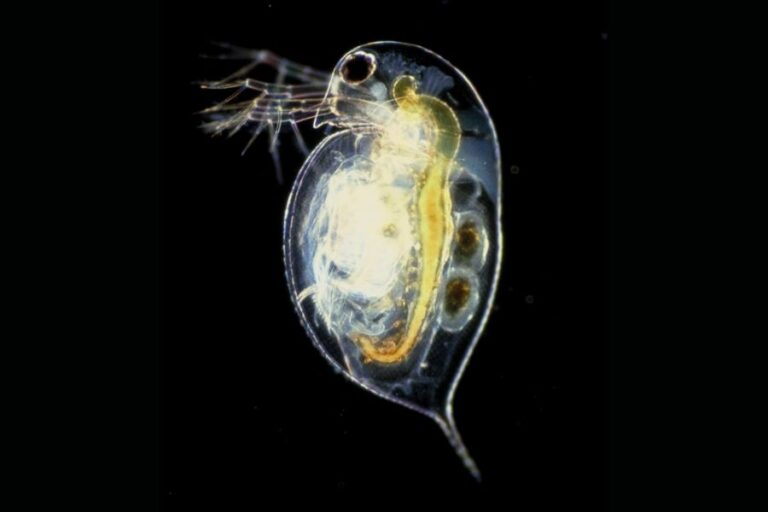 11 Examples Of Invertebrates: What Is An Invertebrate?