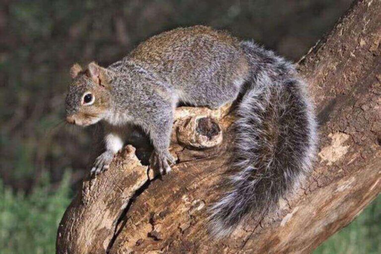 Squirrels In Oregon & The New Flying Squirrel