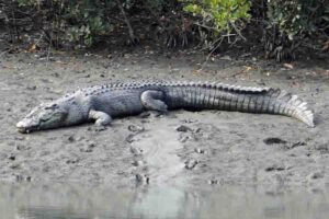 10 Animals With The Strongest Bite Force On The Planet