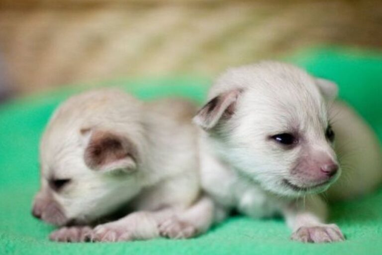 Baby Fox: What They’re Called, Facts & Images | Misfit Animals