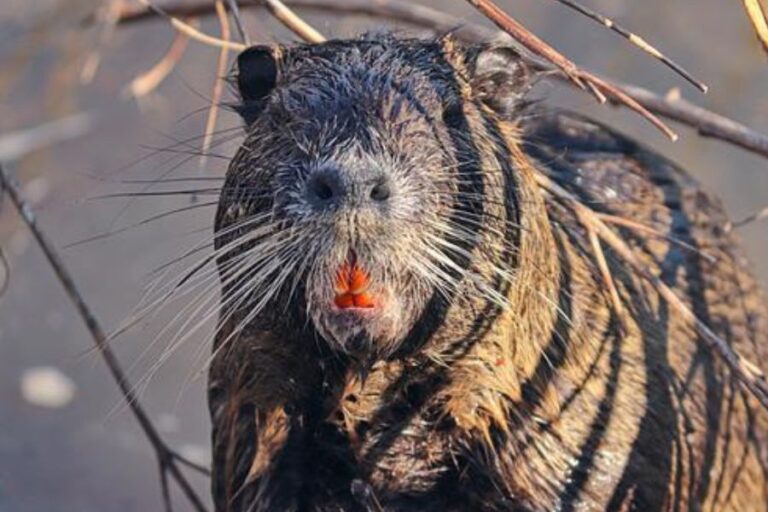 Beaver Teeth: What Do They Look Like & Why Are They Orange?